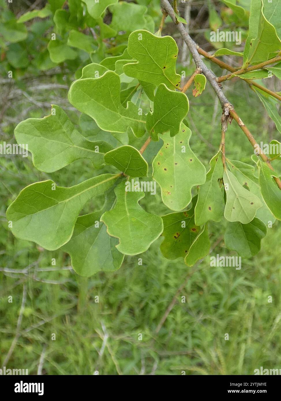 water oak (Quercus nigra Stock Photo - Alamy