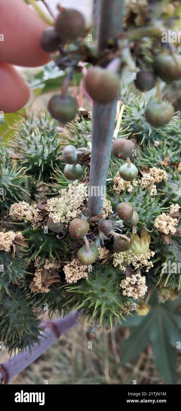 castor bean (Ricinus communis Stock Photo - Alamy