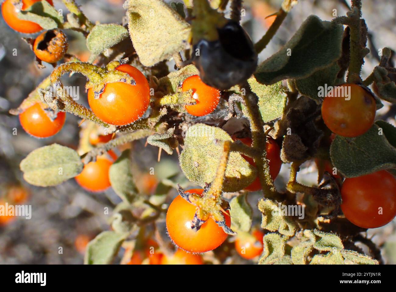 Common Snake-apple (Solanum tomentosum Stock Photo - Alamy