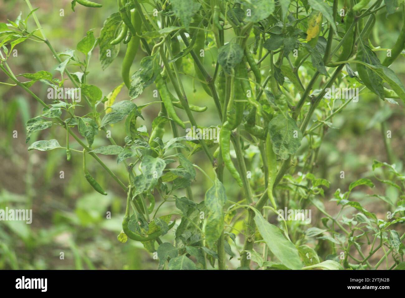 chili pepper (Capsicum annuum Stock Photo - Alamy