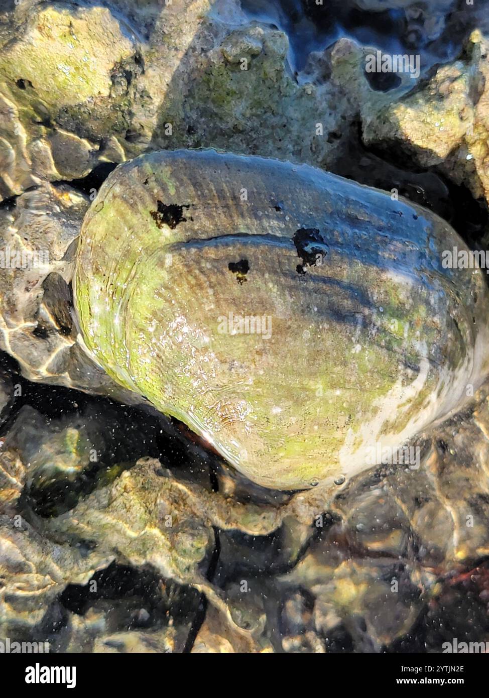Gaudy Sanguin (Asaphis deflorata Stock Photo - Alamy