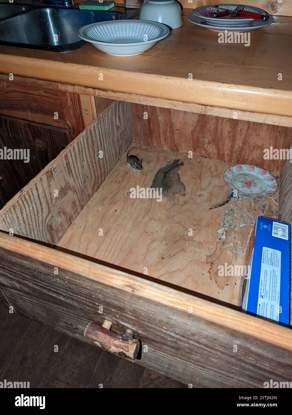 Mice, Rats, and Hamsters (Myomorpha Stock Photo - Alamy