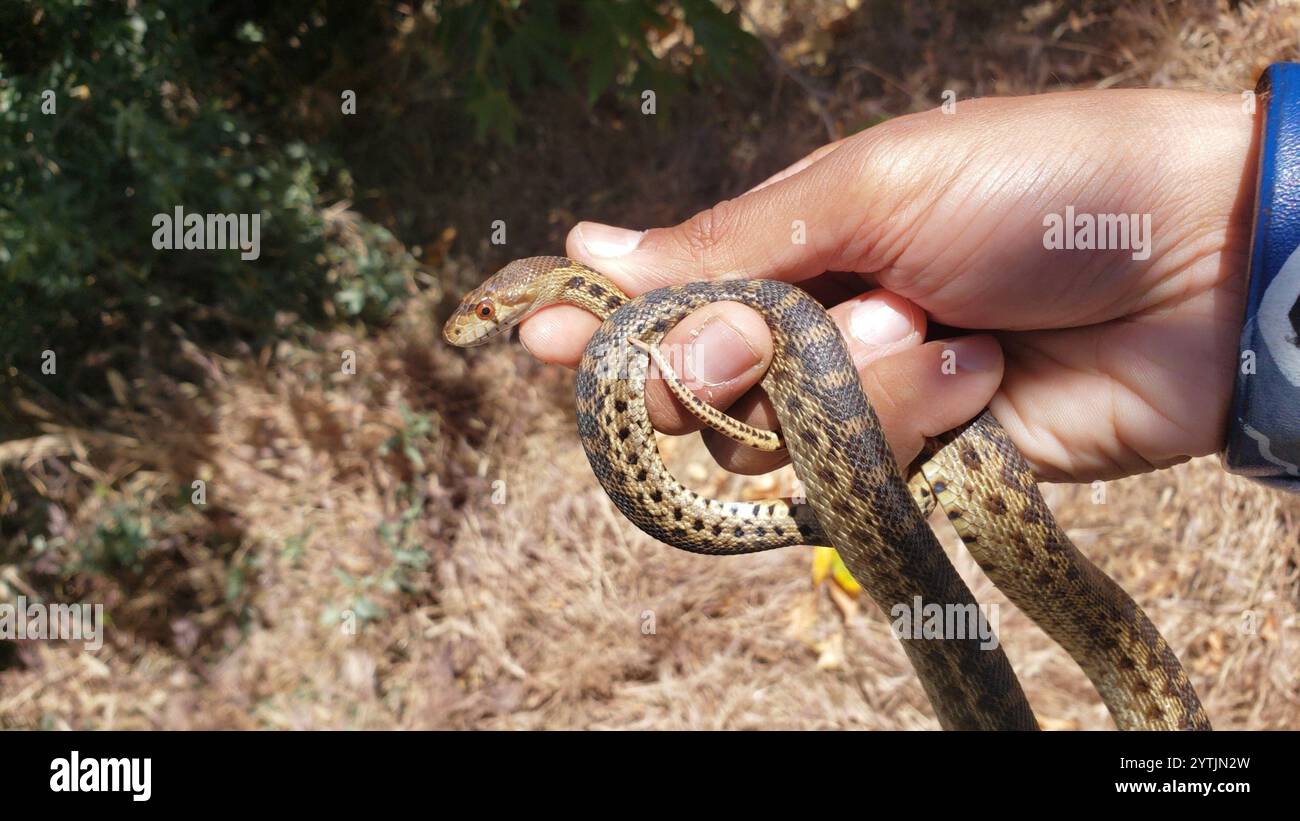 Pacific Gopher Snake (Pituophis catenifer catenifer Stock Photo - Alamy