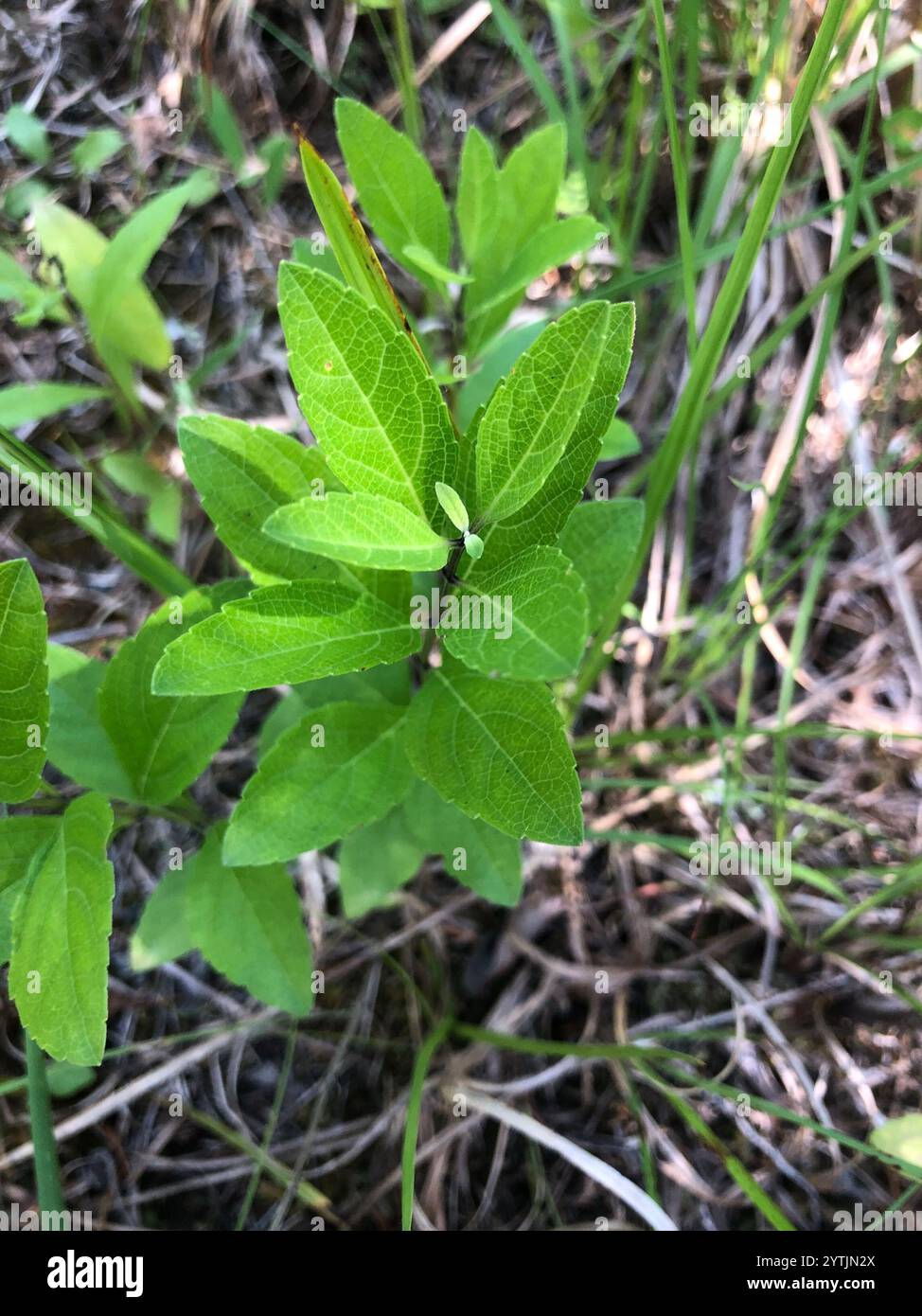 Prairie Sage (Salvia azurea grandiflora Stock Photo - Alamy