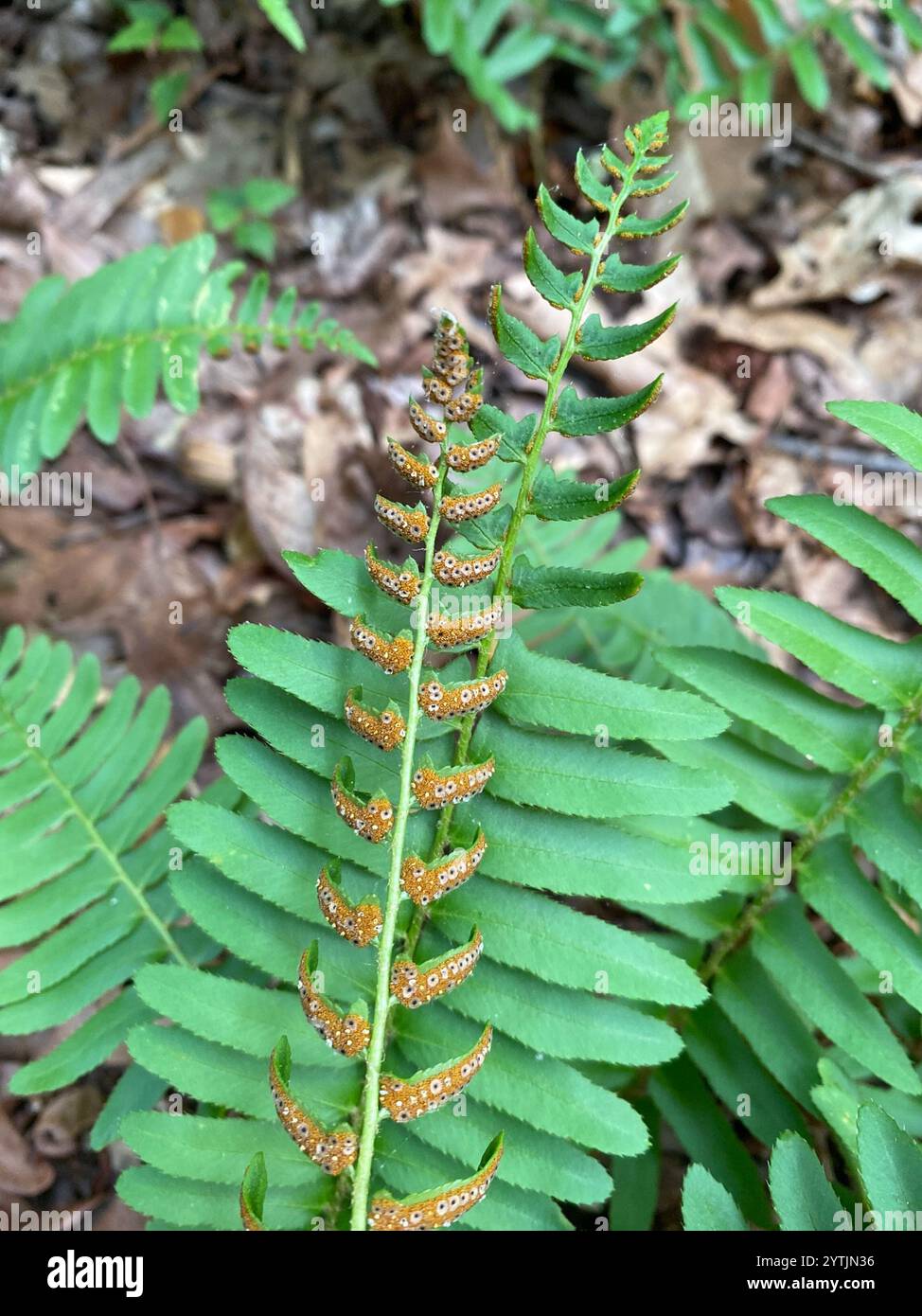 Christmas fern (Polystichum acrostichoides Stock Photo - Alamy