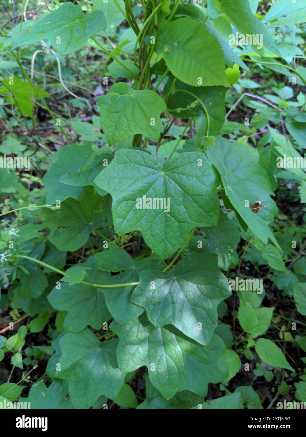 moonseed (Menispermum canadense Stock Photo - Alamy