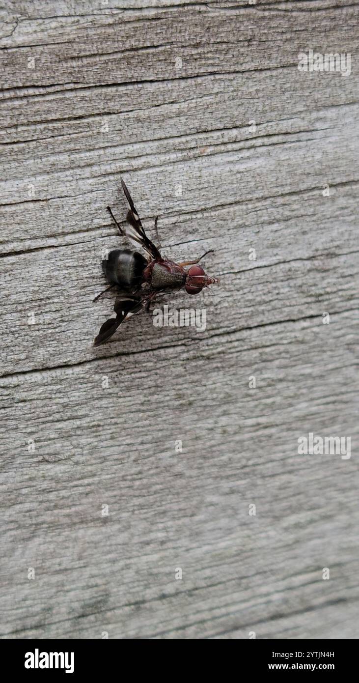 Common Picture-winged Fly (Delphinia picta Stock Photo - Alamy