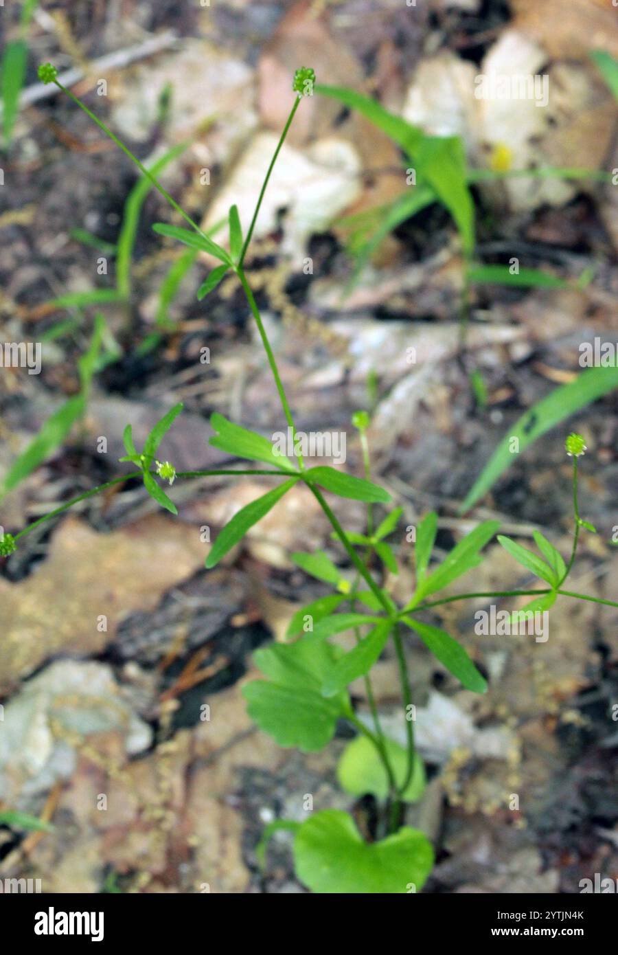 small-flowered buttercup (Ranunculus abortivus Stock Photo - Alamy