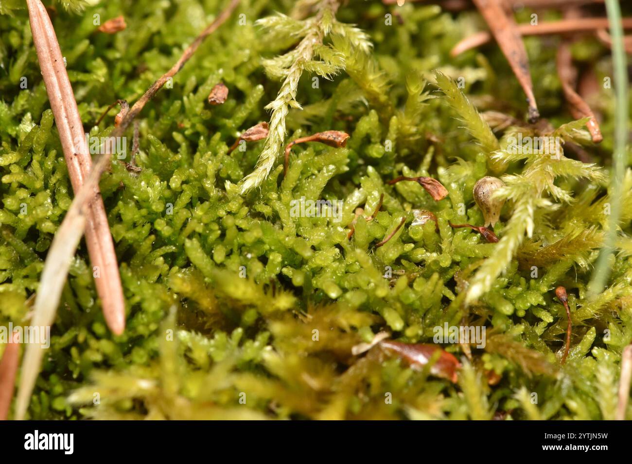 claopodium mosses (Claopodium Stock Photo - Alamy