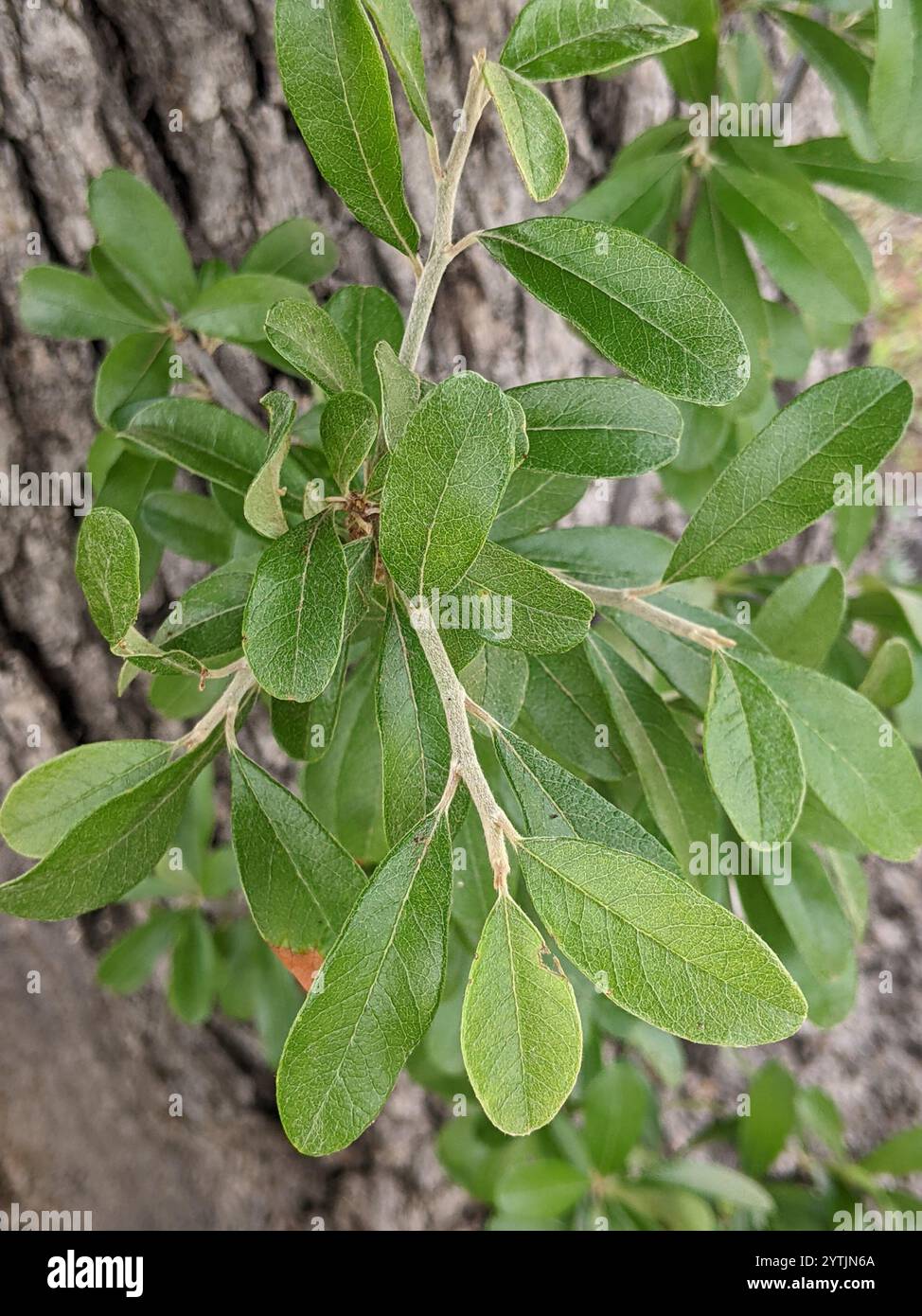 Gum bumelia (Sideroxylon lanuginosum Stock Photo - Alamy