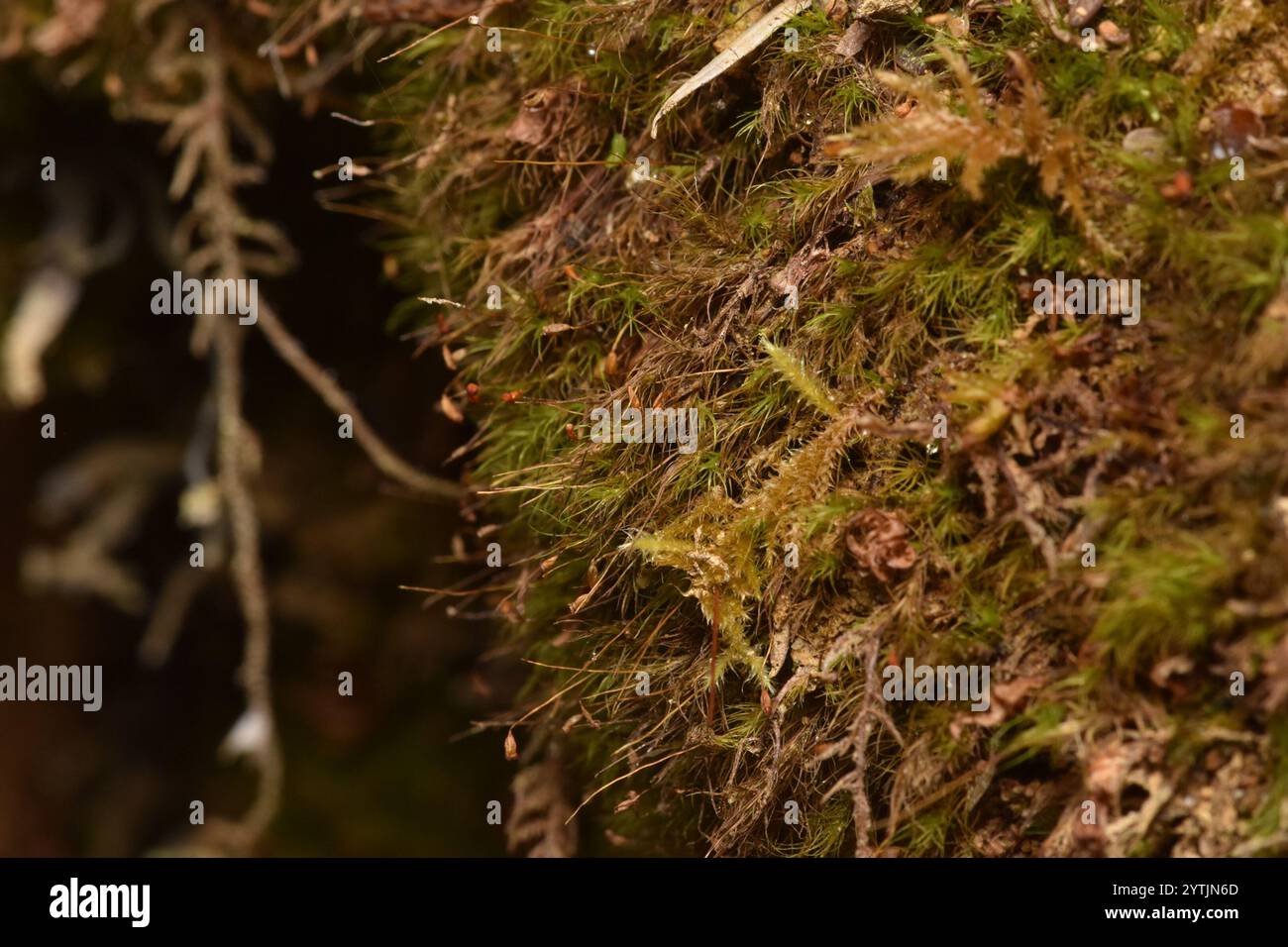 Silky Forklet-moss (Dicranella heteromalla Stock Photo - Alamy