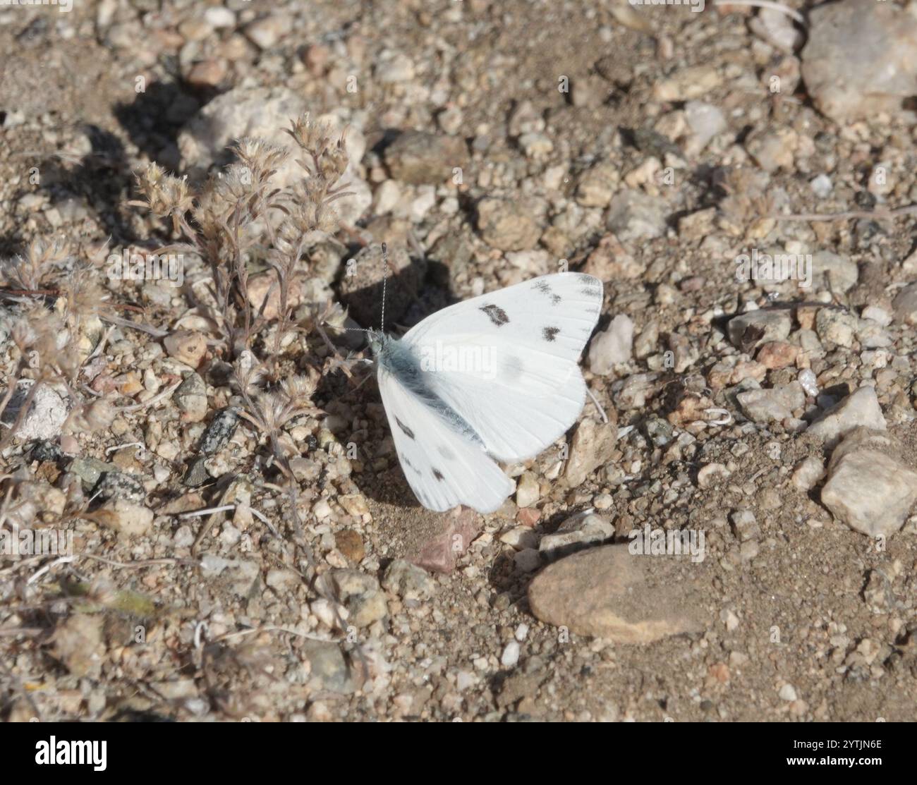 Checkered White (Pontia protodice Stock Photo - Alamy