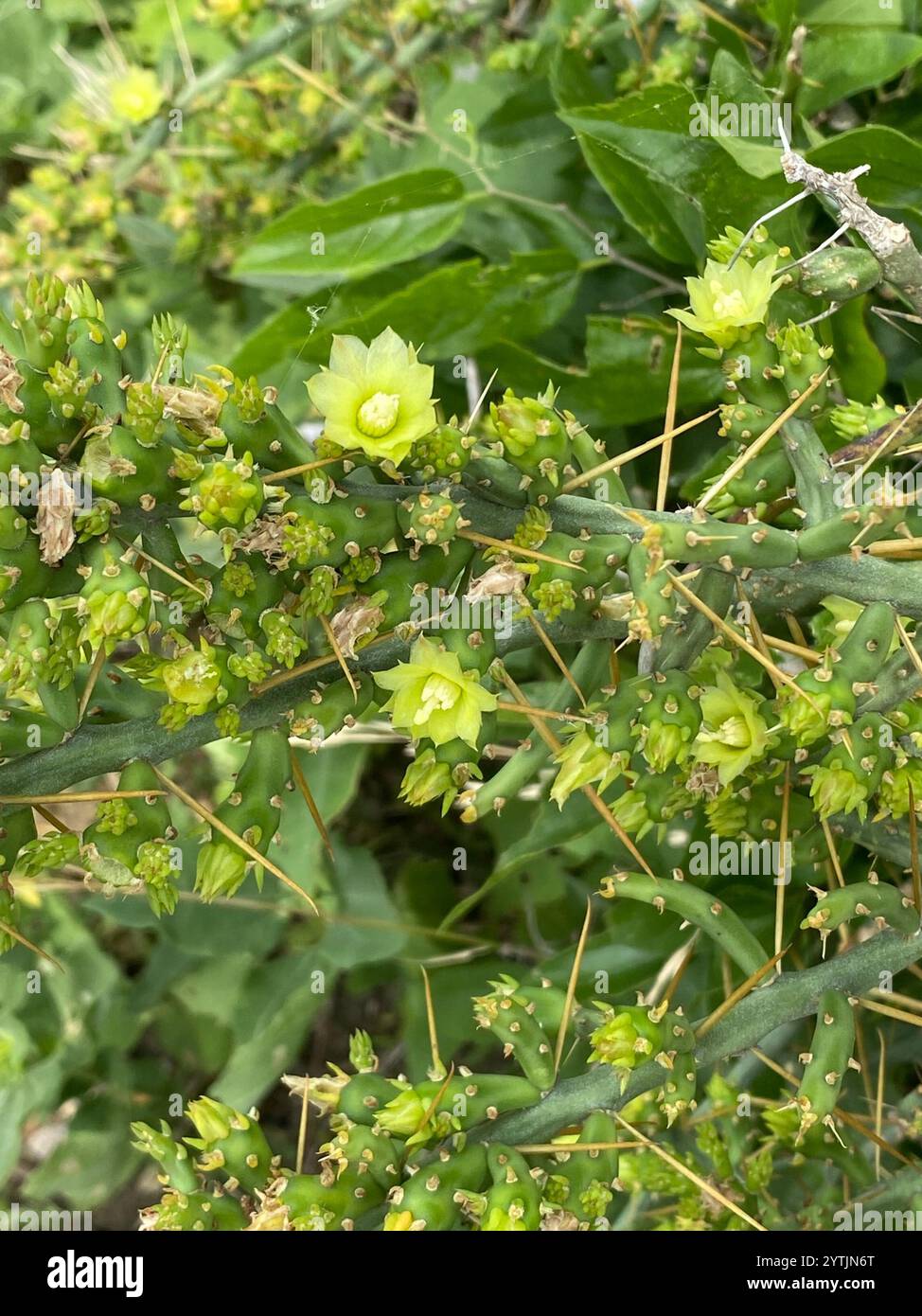 Christmas cholla (Cylindropuntia leptocaulis Stock Photo - Alamy