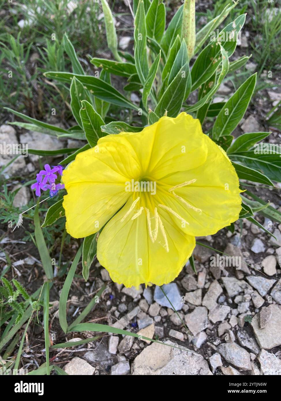 bigfruit evening primrose (Oenothera macrocarpa Stock Photo - Alamy