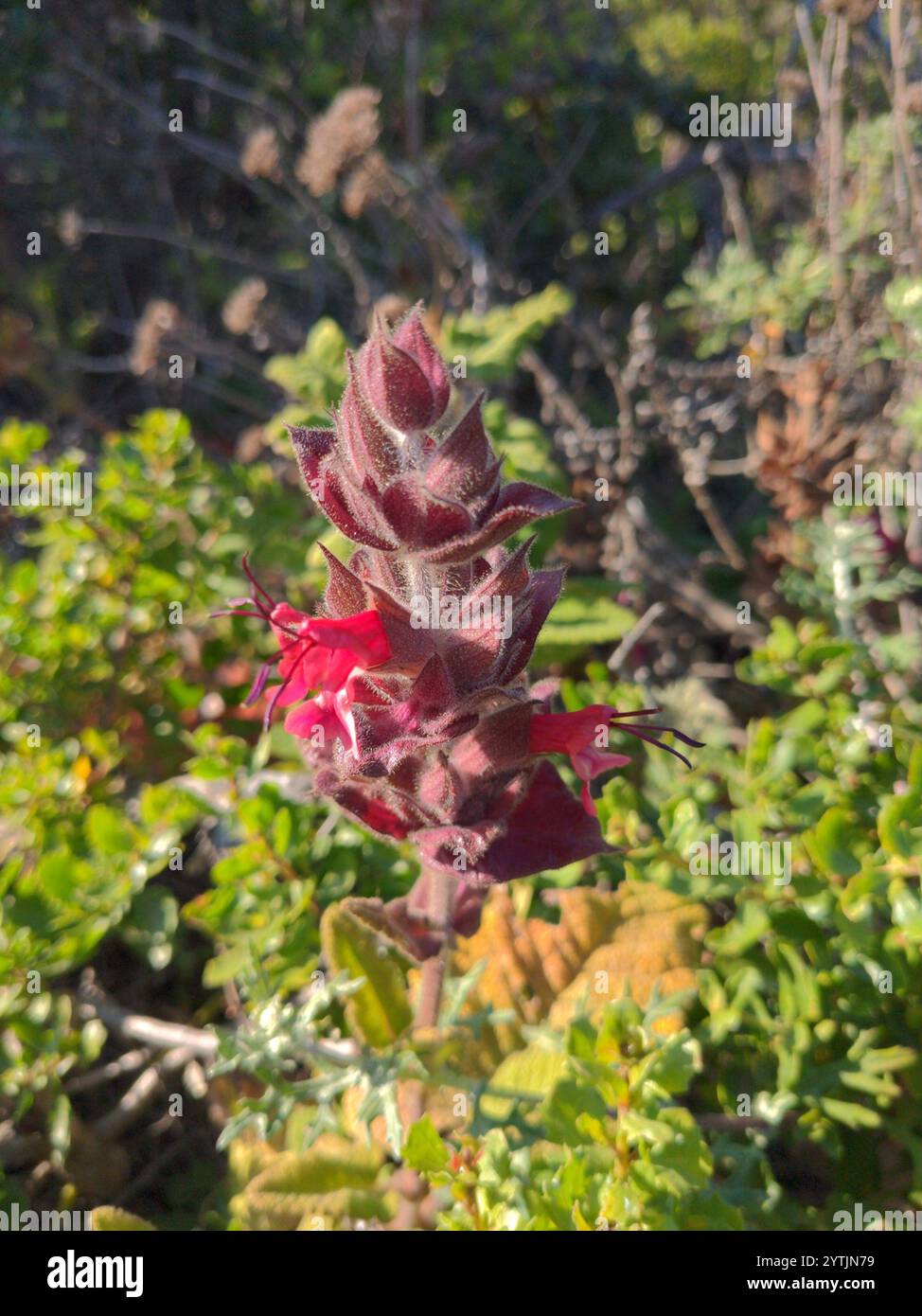 Hummingbird Sage (Salvia spathacea Stock Photo - Alamy