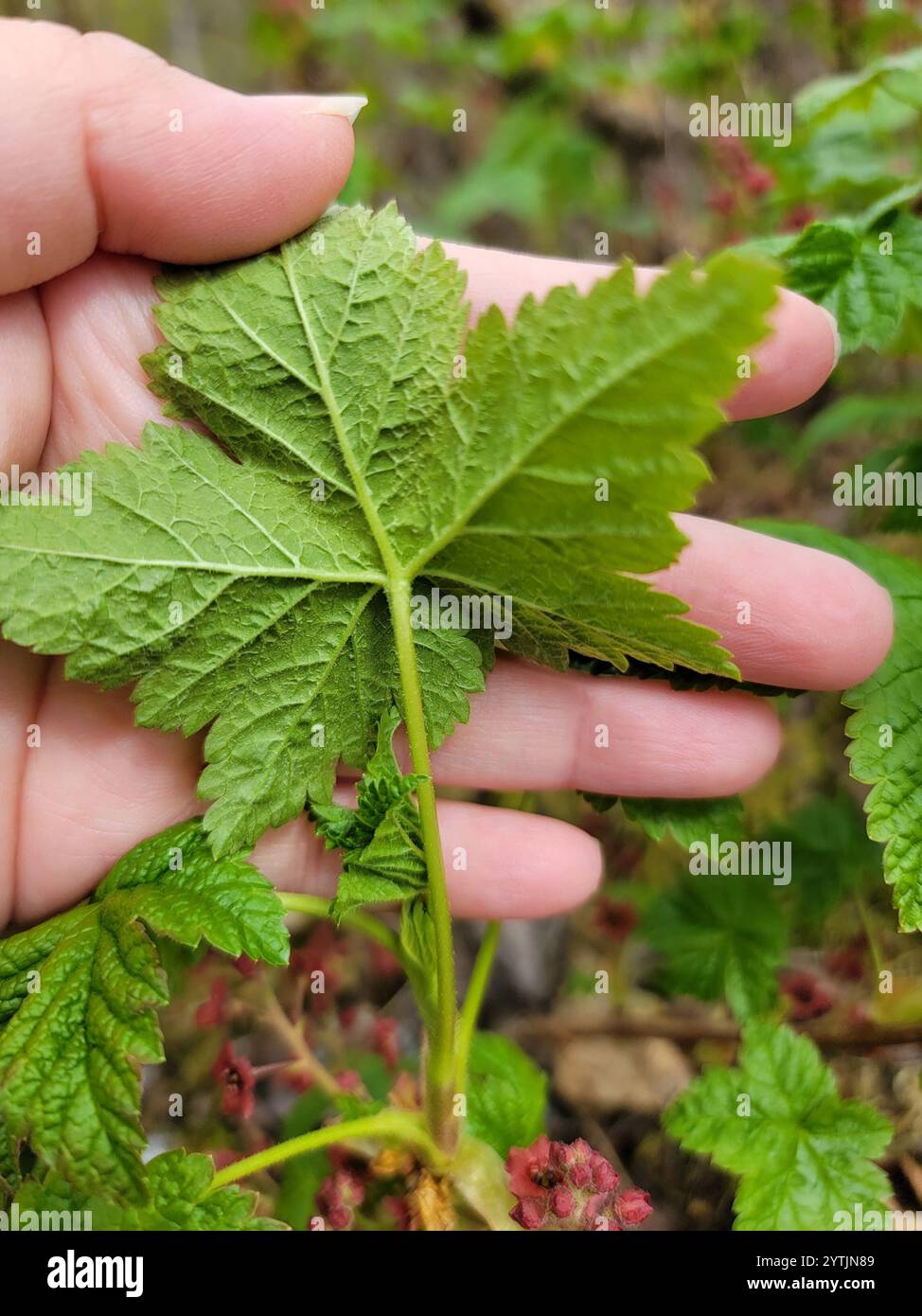 Trailing Blackcurrant (Ribes laxiflorum Stock Photo - Alamy