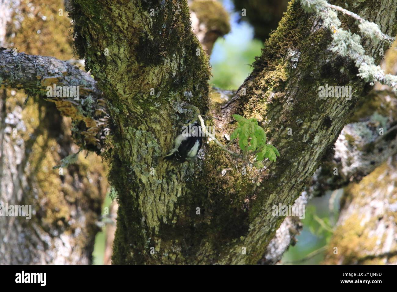 Downy Woodpecker (Dryobates pubescens Stock Photo - Alamy