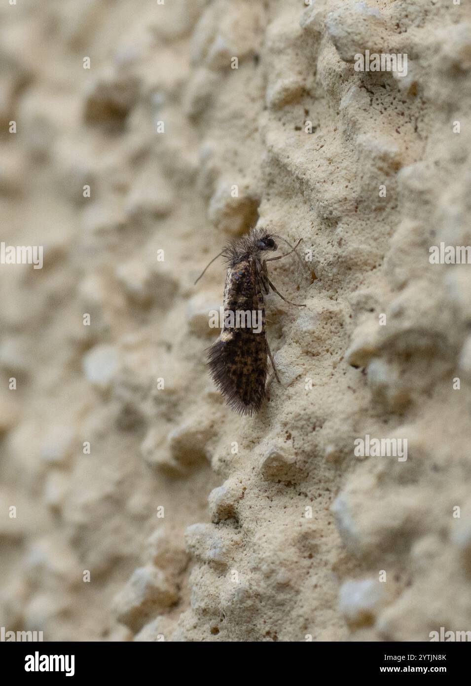 Sparkling Archaic Sun Moths (Eriocraniidae Stock Photo - Alamy