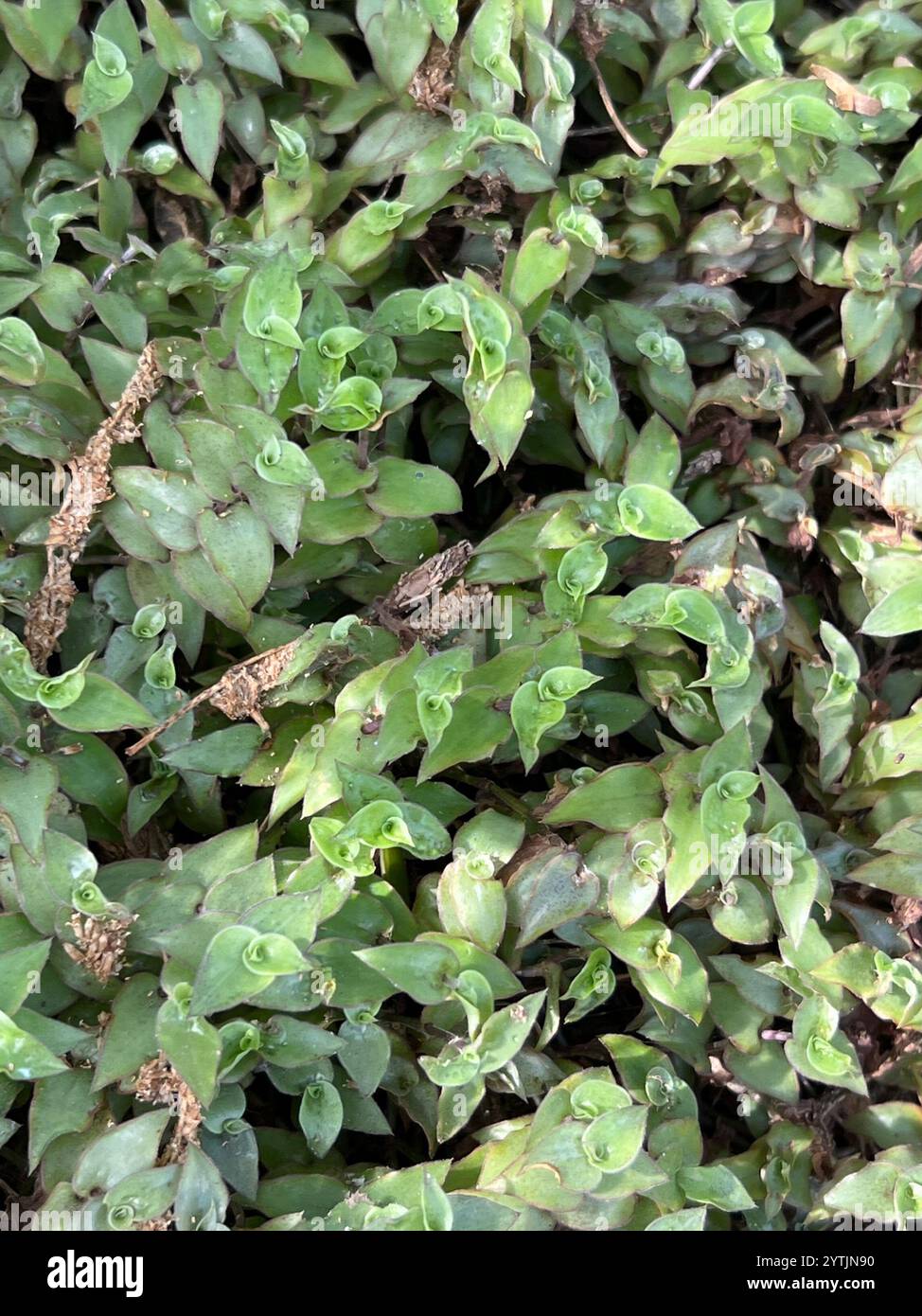 Turtle Vine (Callisia repens Stock Photo - Alamy