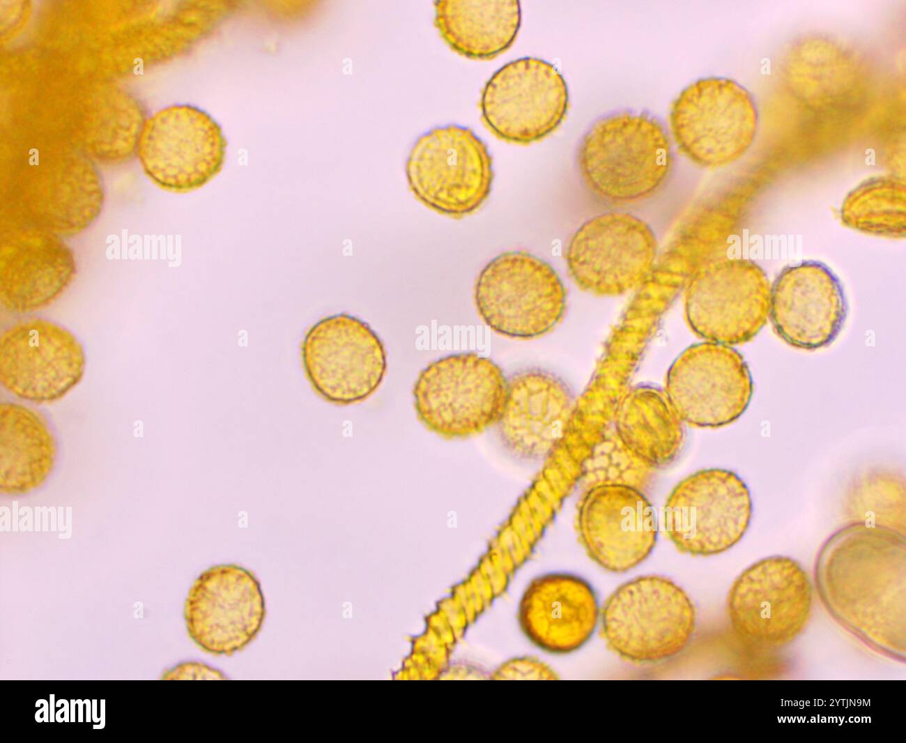 Trichia scabra hi-res stock photography and images - Alamy