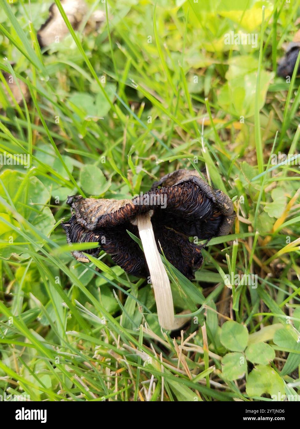 Scaly ink cap hi-res stock photography and images - Alamy