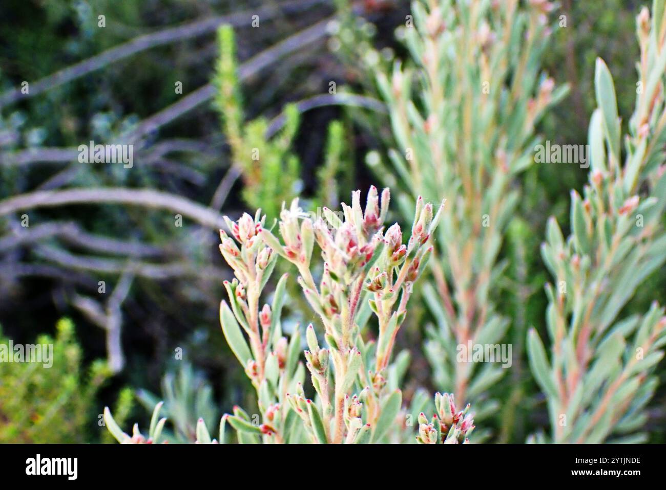 Spinning-top Conebush (Leucadendron rubrum Stock Photo - Alamy