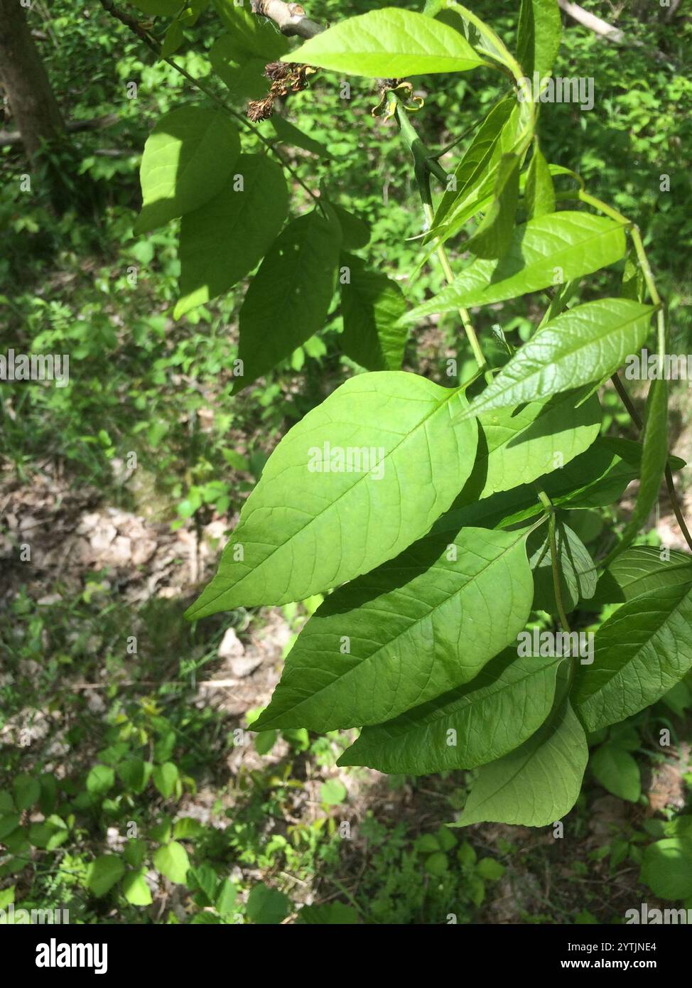 white ash (Fraxinus americana Stock Photo - Alamy
