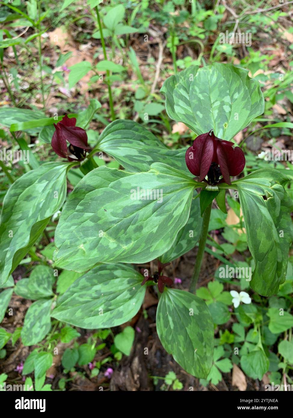 prairie trillium (Trillium recurvatum Stock Photo - Alamy