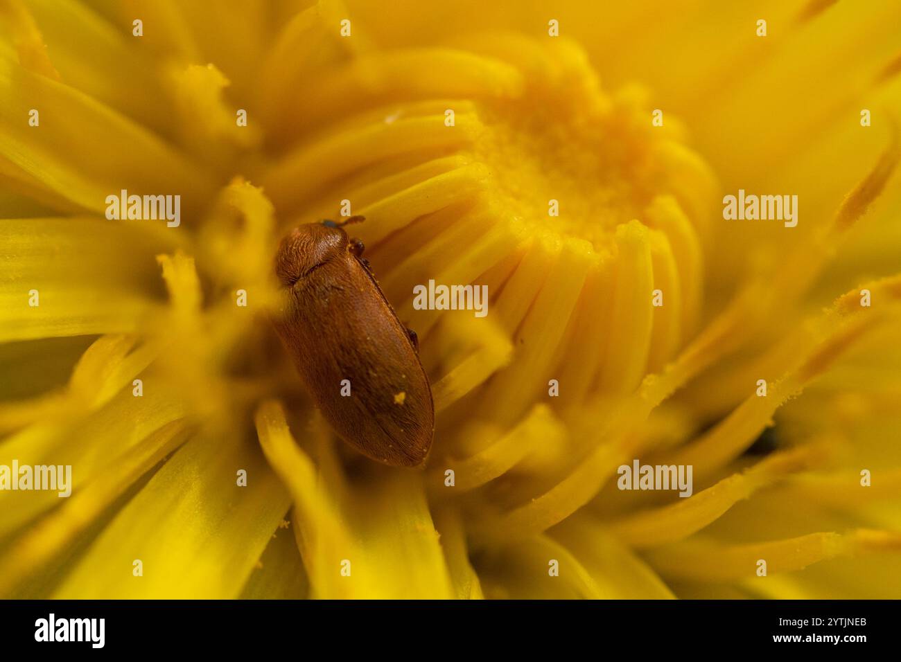 Fruitworm Beetles (Byturidae Stock Photo - Alamy