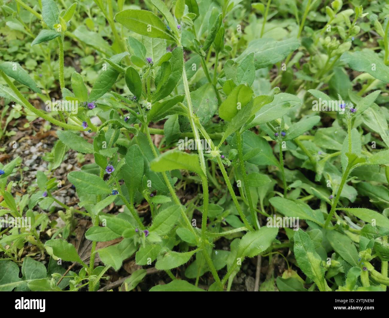 Asperugo procumbens hi-res stock photography and images - Alamy