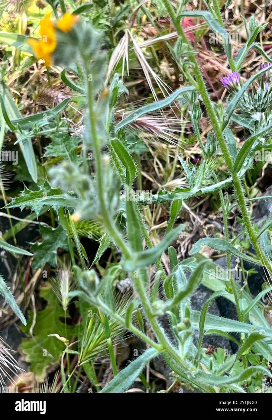 Common Fiddleneck (Amsinckia menziesii Stock Photo - Alamy