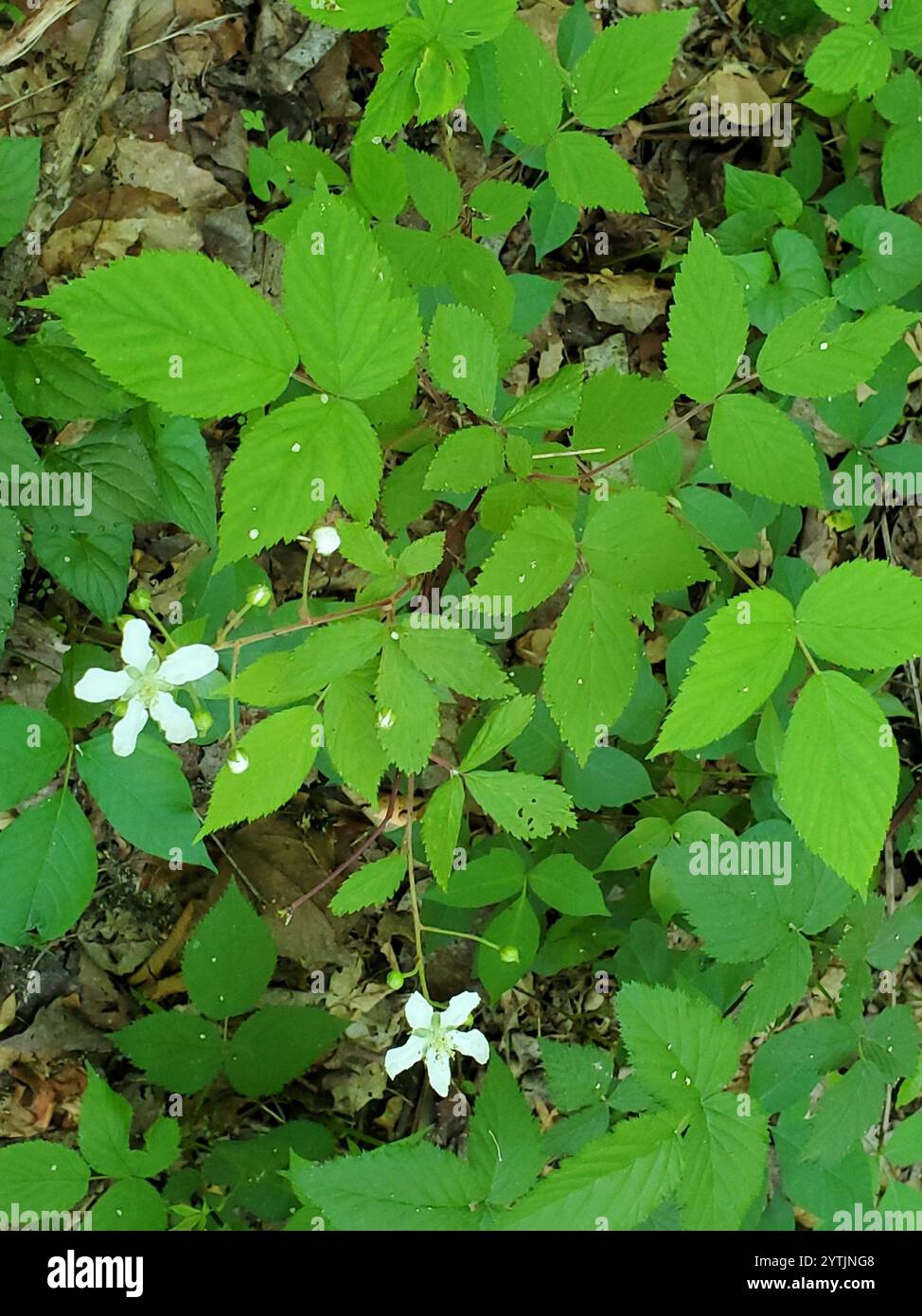 Common Dewberry (Rubus flagellaris Stock Photo - Alamy