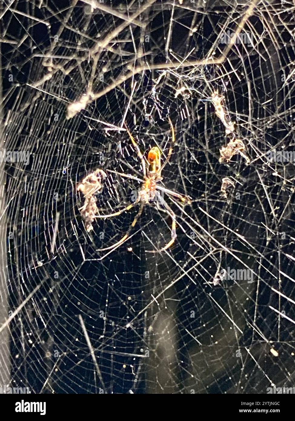 Golden Silk Spider (Trichonephila clavipes Stock Photo - Alamy