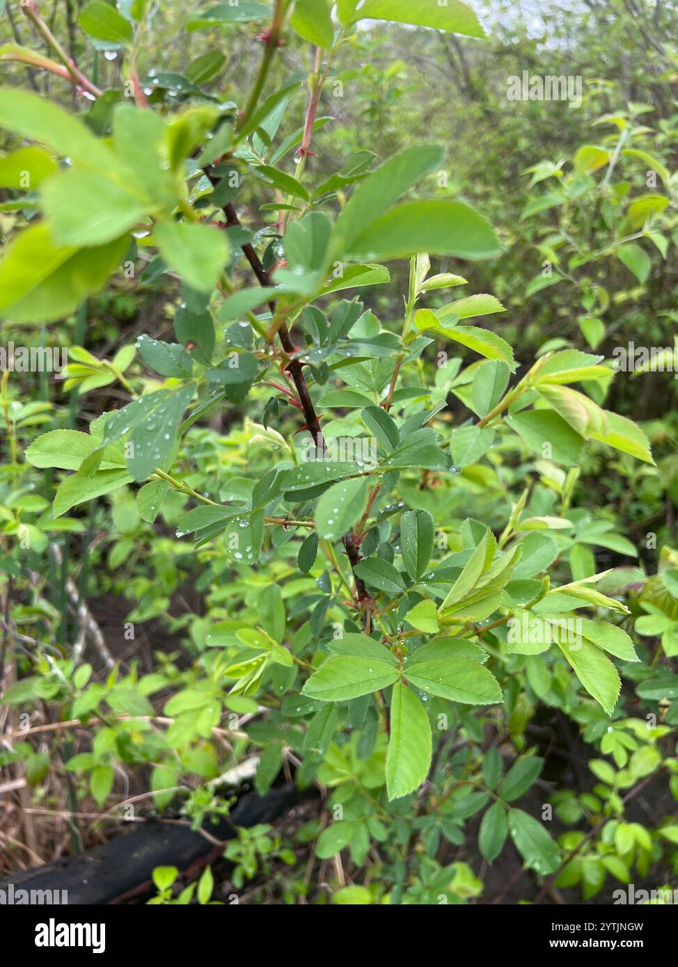 swamp rose (Rosa palustris Stock Photo - Alamy