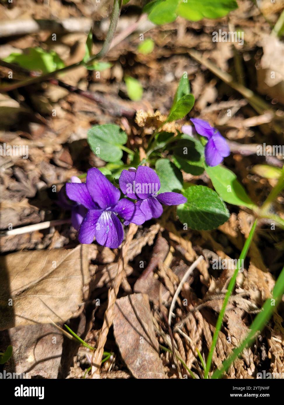 hookedspur violet (Viola adunca Stock Photo - Alamy