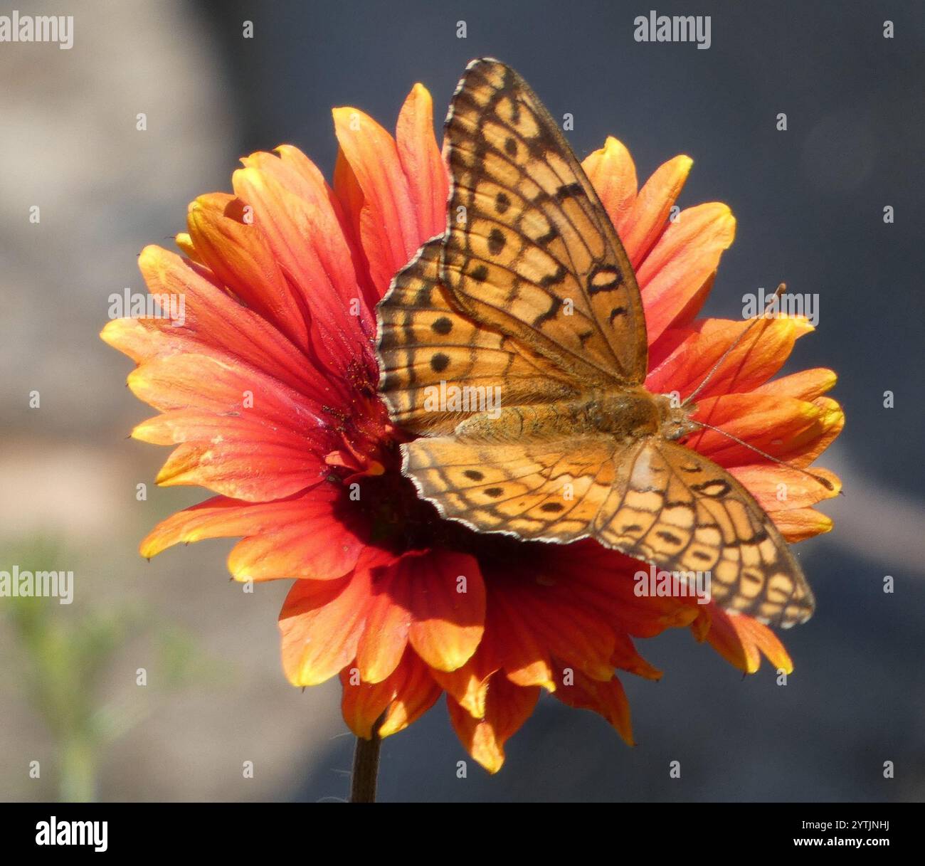 Variegated Fritillary (Euptoieta claudia Stock Photo - Alamy