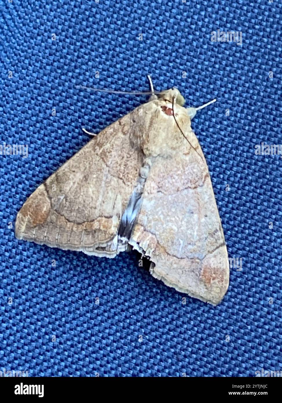 Castor Semi-looper (Achaea janata Stock Photo - Alamy