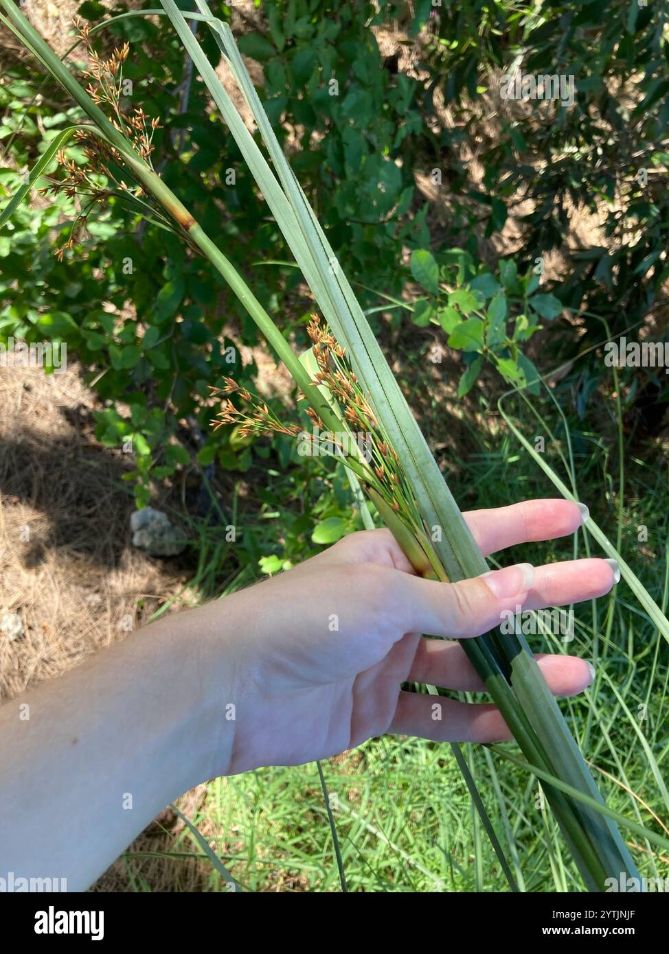 Jamaica swamp sawgrass (Cladium mariscus jamaicense Stock Photo - Alamy