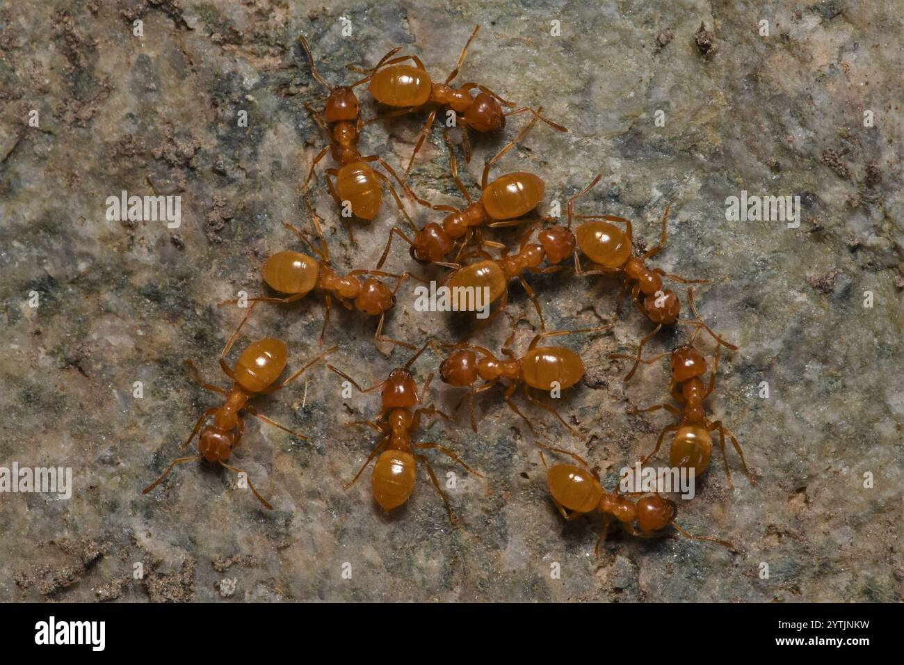 Acanthomyops hi-res stock photography and images - Alamy