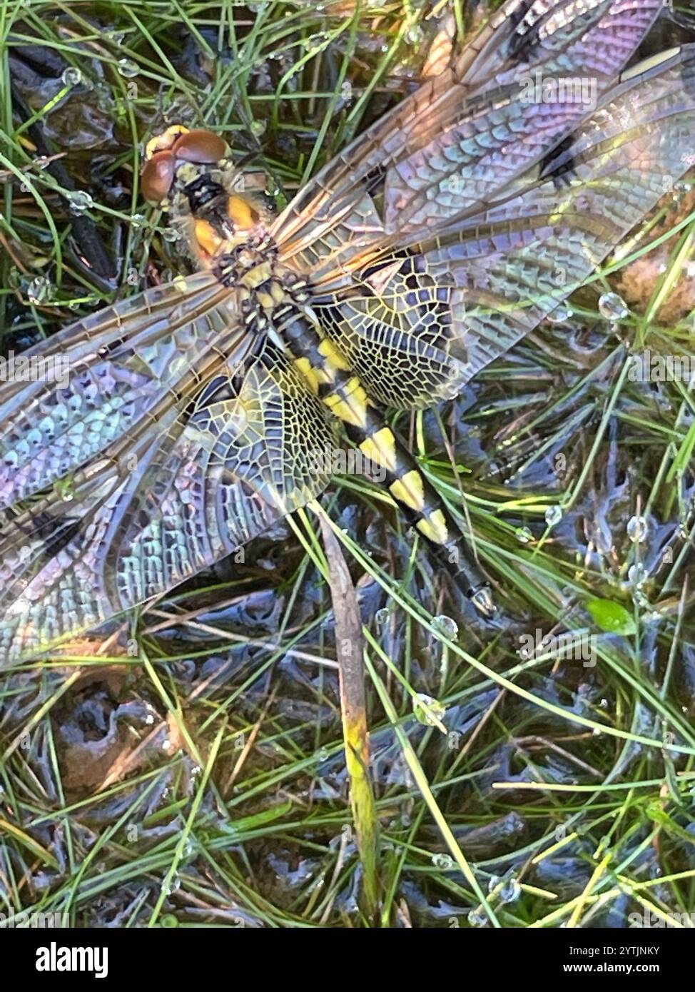 Calico Pennant (Celithemis elisa Stock Photo - Alamy