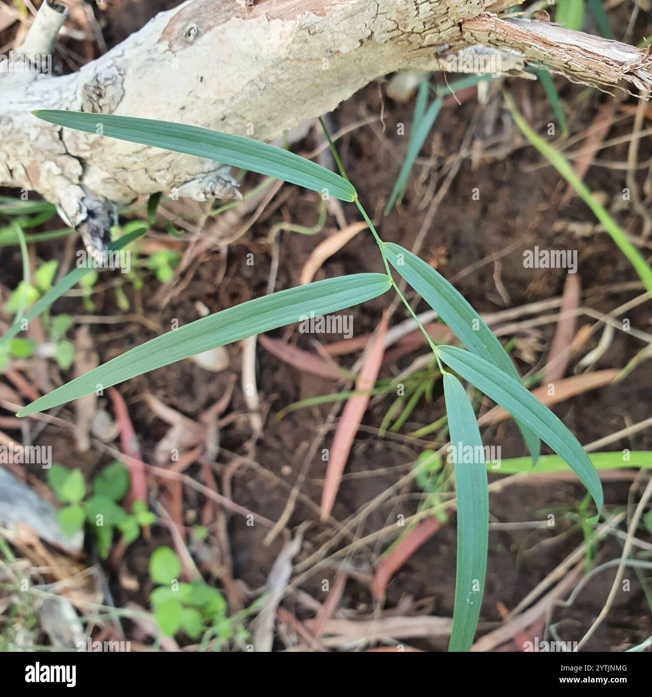 Wombat Berry (Eustrephus latifolius Stock Photo - Alamy
