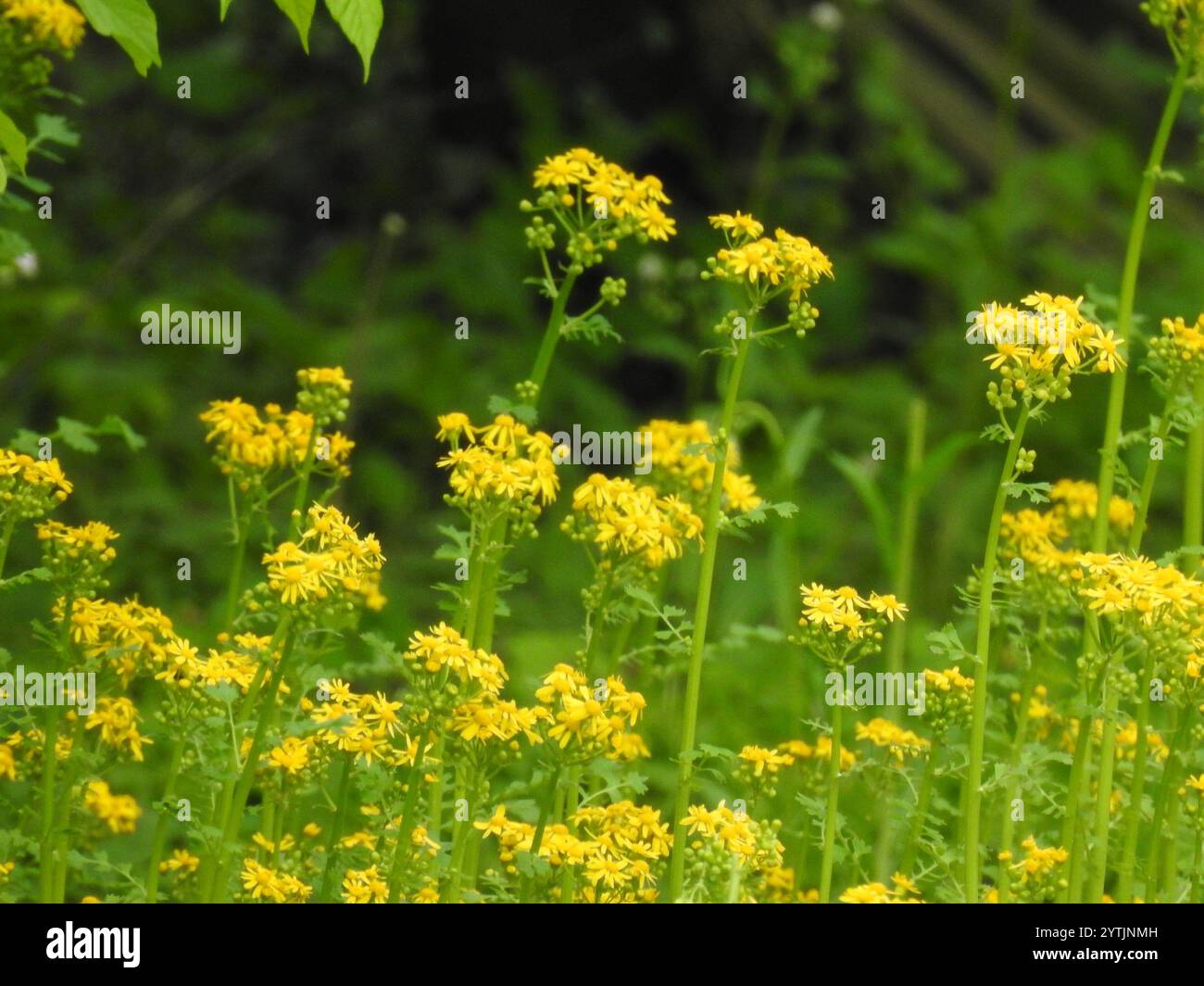 Butterweed (Packera glabella Stock Photo - Alamy