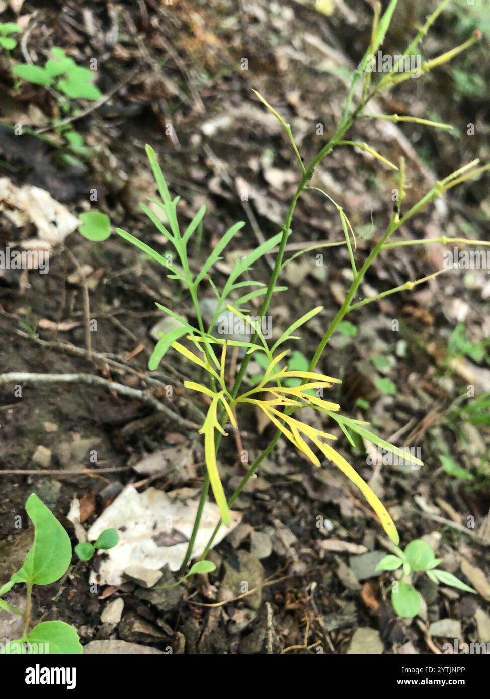 Forkleaf Toothwort (Cardamine dissecta Stock Photo - Alamy