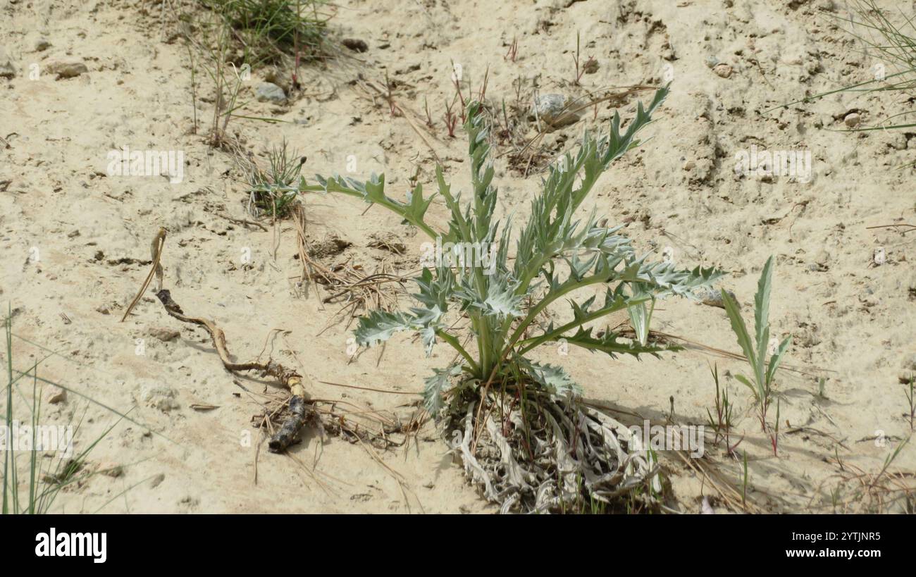 wavyleaf thistle (Cirsium undulatum Stock Photo - Alamy