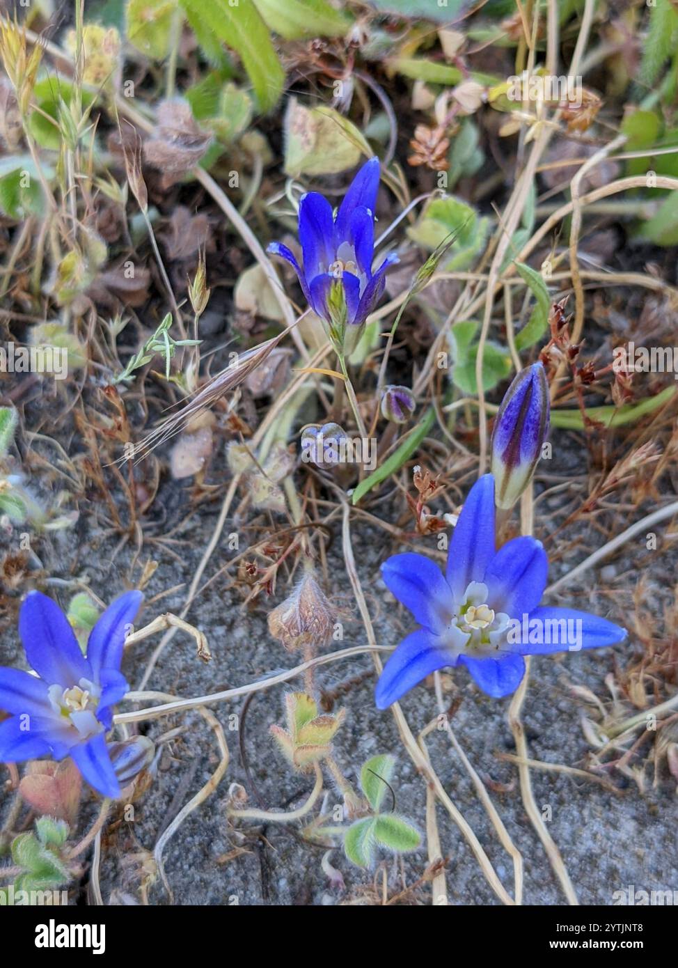 Dwarf Brodiaea (Brodiaea terrestris Stock Photo - Alamy