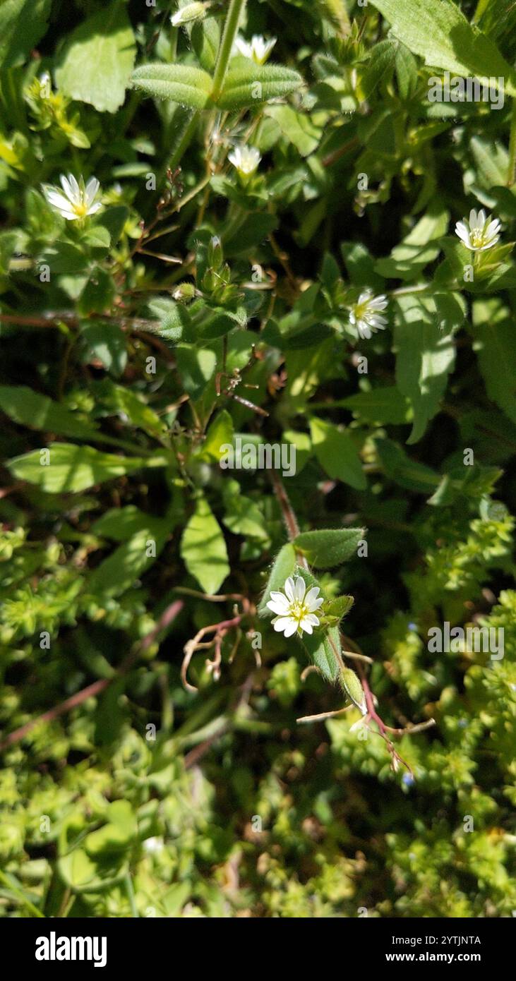 Common mouse-ear chickweed (Cerastium fontanum Stock Photo - Alamy