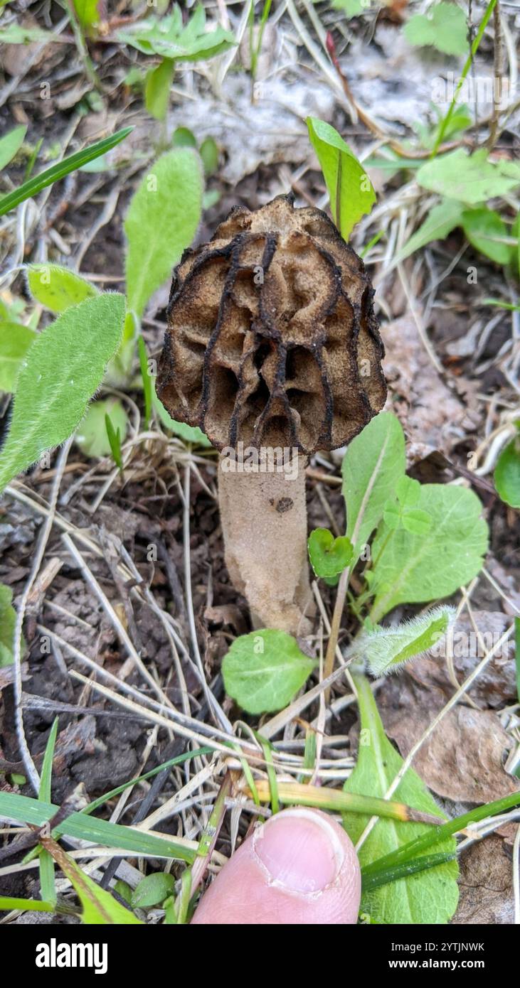 black morel (Morchella angusticeps Stock Photo - Alamy