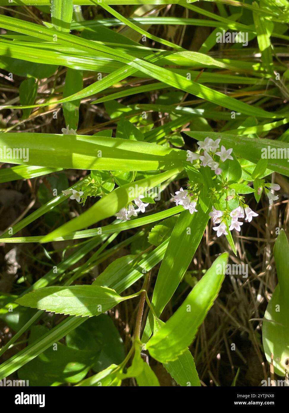 summer bluet (Houstonia purpurea Stock Photo - Alamy