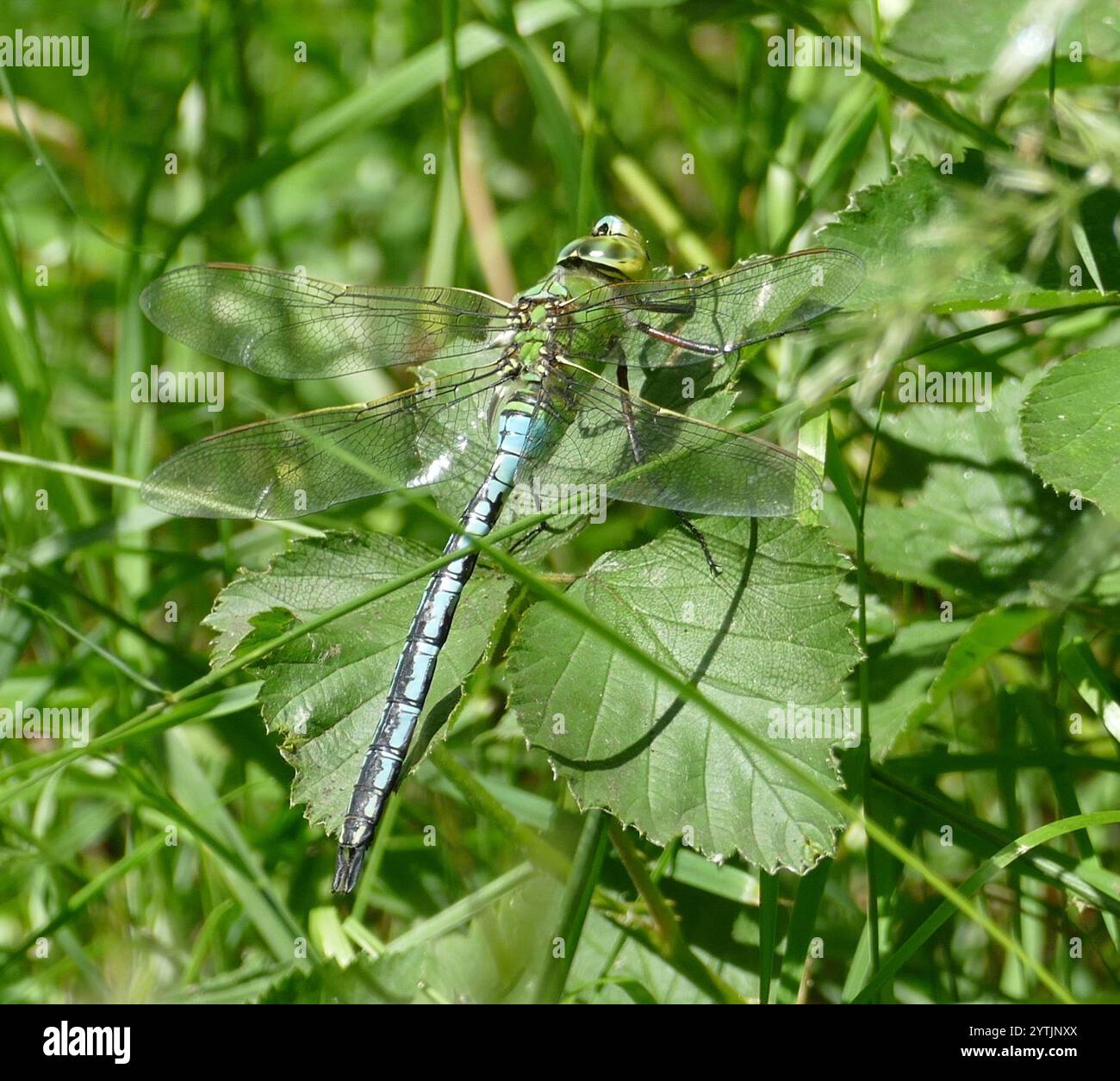 Blue Emperor (Anax imperator Stock Photo - Alamy
