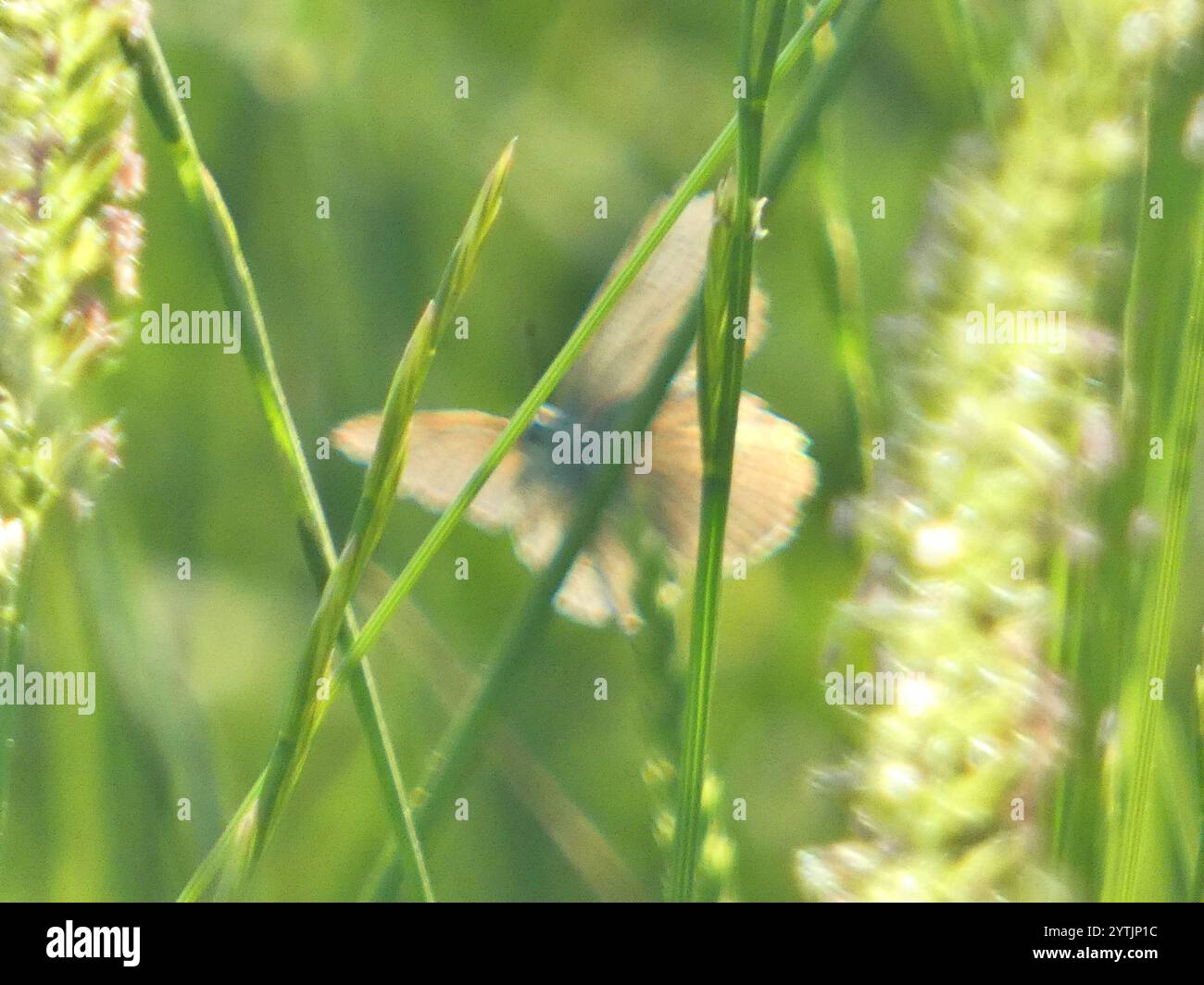 Gossamer-winged Butterflies (Lycaenidae Stock Photo - Alamy